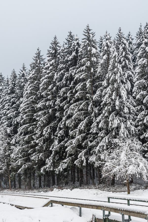Snowy Deciduous Trees and Conifers in Winter Stock Image - Image of ...