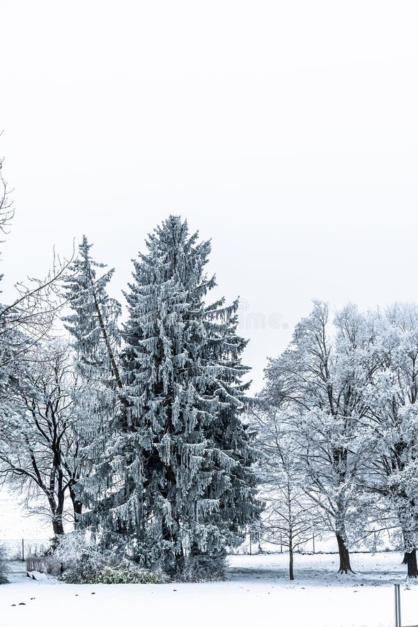 Snowy Deciduous Trees and Conifers in Winter Stock Photo - Image of ...