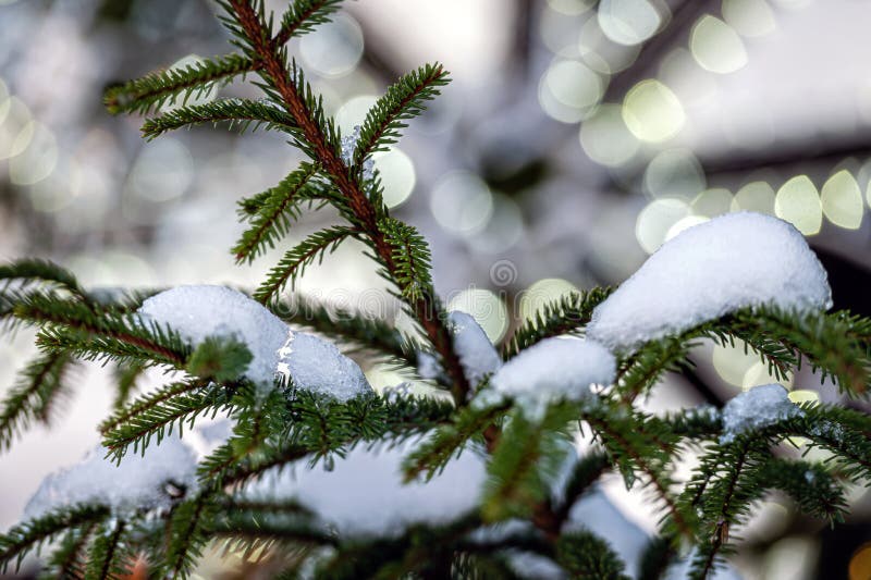 Snowy Decorated Christmas Tree Branch with Christmas Lights, Shallow ...