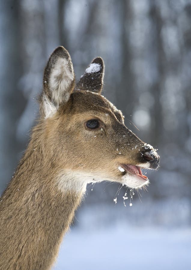 Snowy deer stock photo. Image of female, brown, wildlife - 12776762