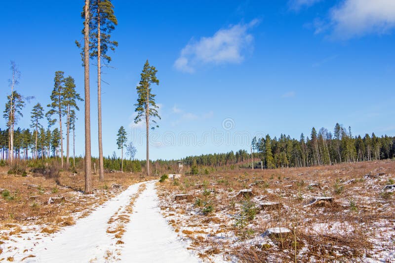 Snowy Dirt Road in a Clearcut Area Stock Photo - Image of frozen, tree ...