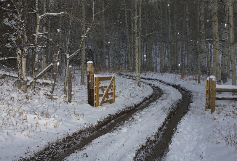 Snowy drive stock image. Image of winter, forest, flakes - 20373495