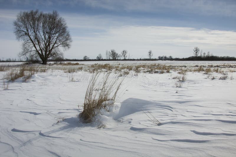 A Snowy Dune on a Meadow and a Tree Stock Image - Image of seasonal ...