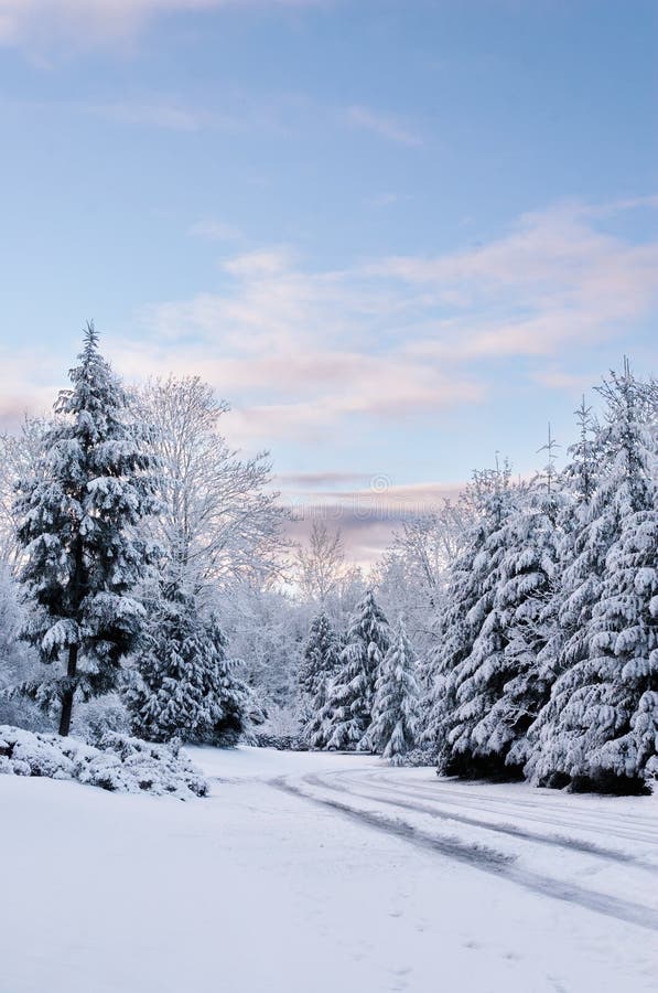 Snowy early morning stock image. Image of morning, evergreens - 21586435