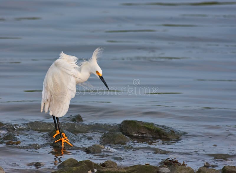 Snowy Egret stock image. Image of lake, pond, habitat - 14707981