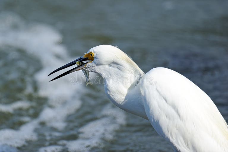 Snowy Egret stock image. Image of ocean, beak, bird, great - 20713527