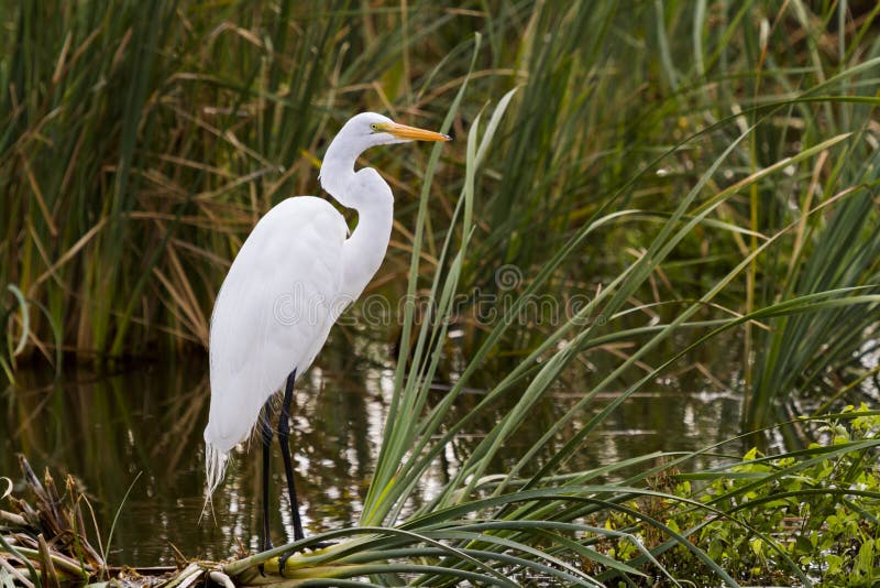 Snowy egret stock photo. Image of distanation, animals - 28520874