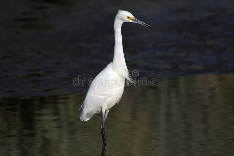 Snowy egret, egretta thula stock image. Image of posture - 11751365
