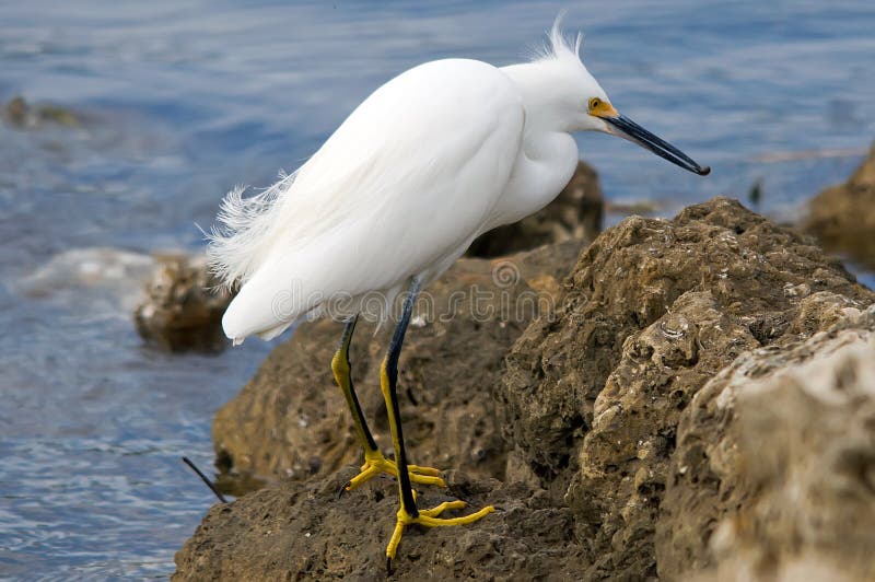 Snowy Egret (Egretta Thula) Stock Photo - Image of lake, reflection ...