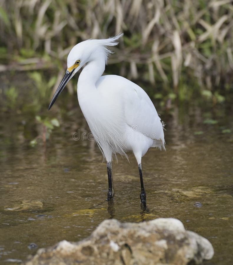 Snowy Egret (Egretta Thula) Stock Photo - Image of birdwatching ...