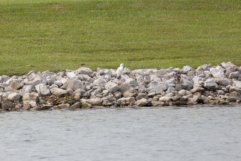 Snowy Egret stock photo. Image of bird, migration, bolivia - 253431118