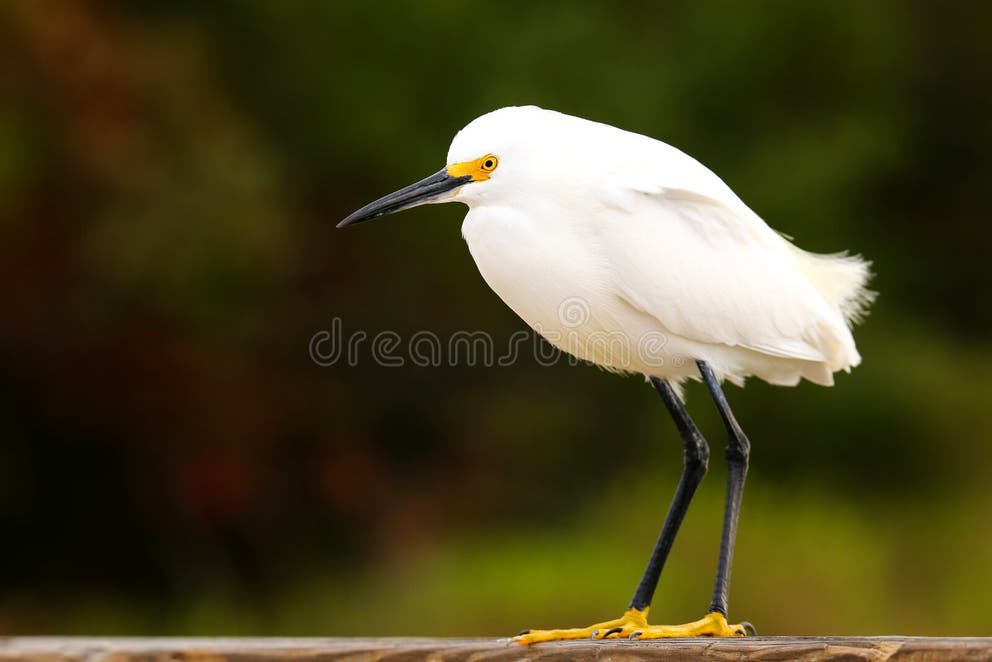 Snowy Egret (Egretta Thula) Stock Photo - Image of north, american ...