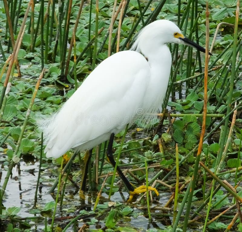 Snowy Egret (Egretta Thula) Stock Image - Image of egretta, ornithology ...