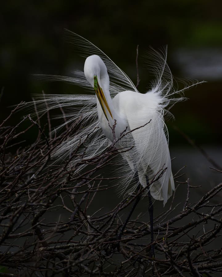 Great Egret with Feathers Against the Wind Stock Photo - Image of ...