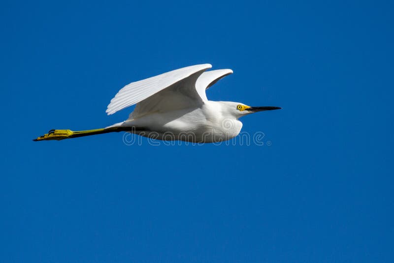 Snowy Egret in Flight stock image. Image of nature, park - 62798295