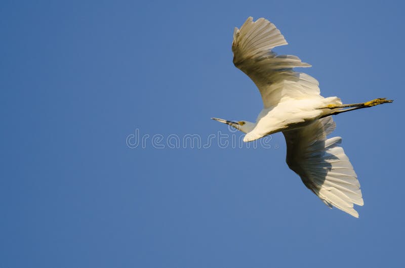 Snowy Egret Flying in Blue Sky Stock Photo - Image of blue, animal ...