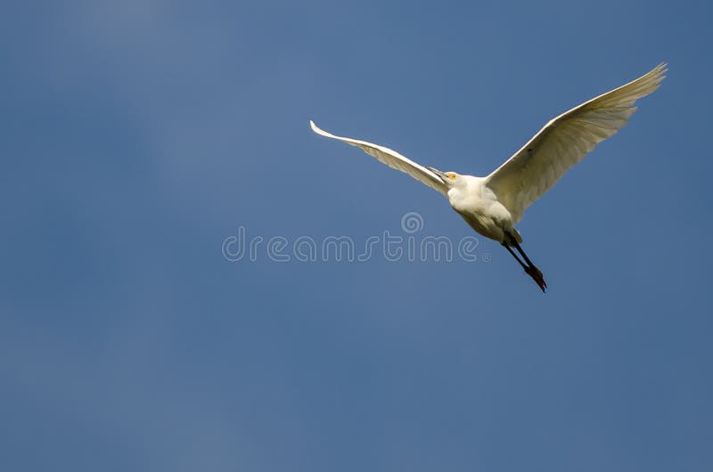 Snowy Egret Flying in Blue Sky Stock Photo - Image of soaring, animal ...