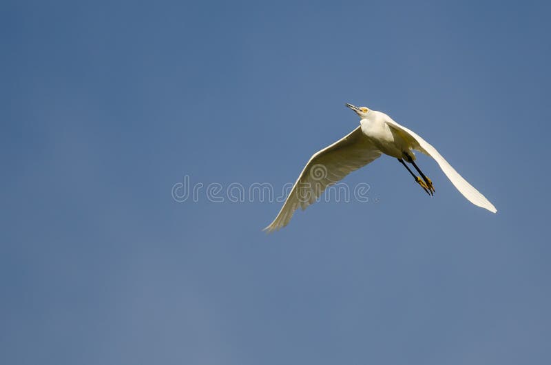 Snowy Egret Flying in Blue Sky Stock Photo - Image of waterfowl, flying ...