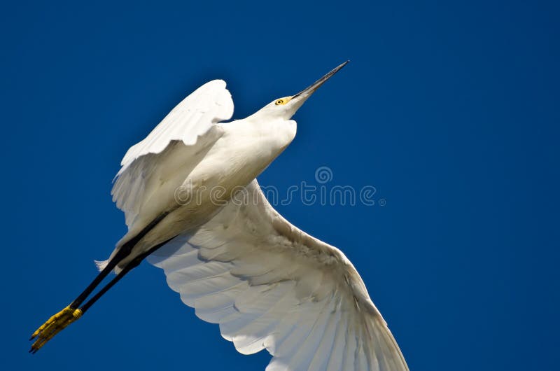Snowy Egret Flying in a Blue Sky Stock Image - Image of soaring, egret ...