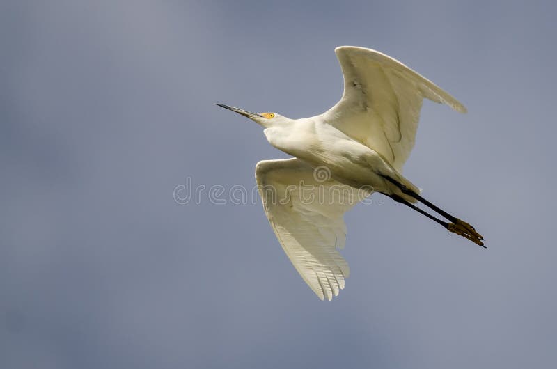 Snowy Egret Flying in Blue Sky Stock Image - Image of soaring, bird ...