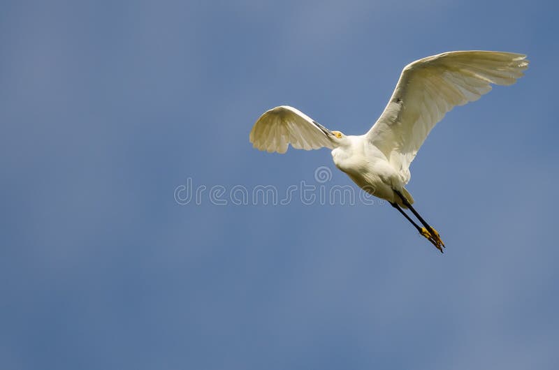 Snowy Egret Flying in Blue Sky Stock Image - Image of flying, clear ...