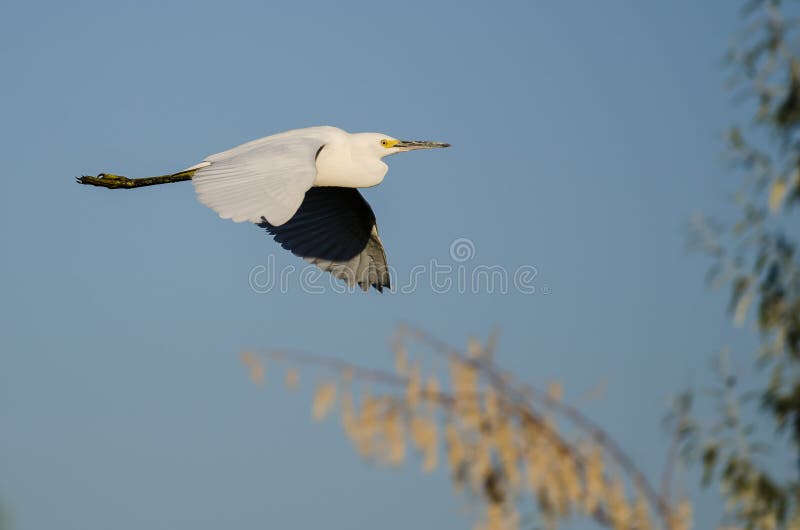 Snowy Egret Flying in Blue Sky Stock Image - Image of north, heron ...