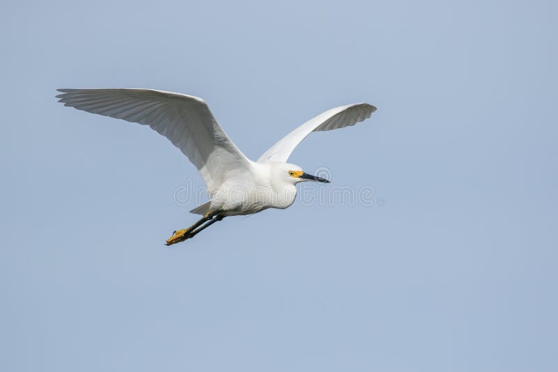 A Snowy Egret in Flight stock photo. Image of avian - 255458968