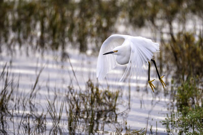 Snowy Egret stock image. Image of wings, natural, snowy - 63021375