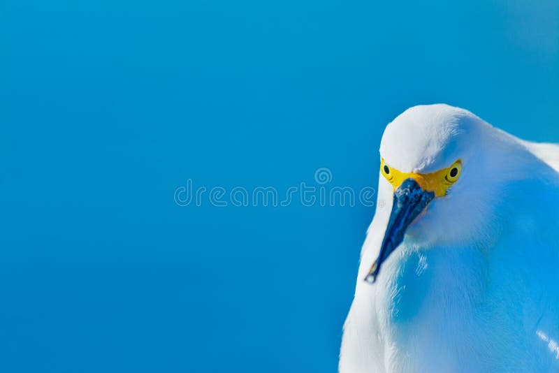 Snowy egret front view stock image. Image of egret, blue - 86606407