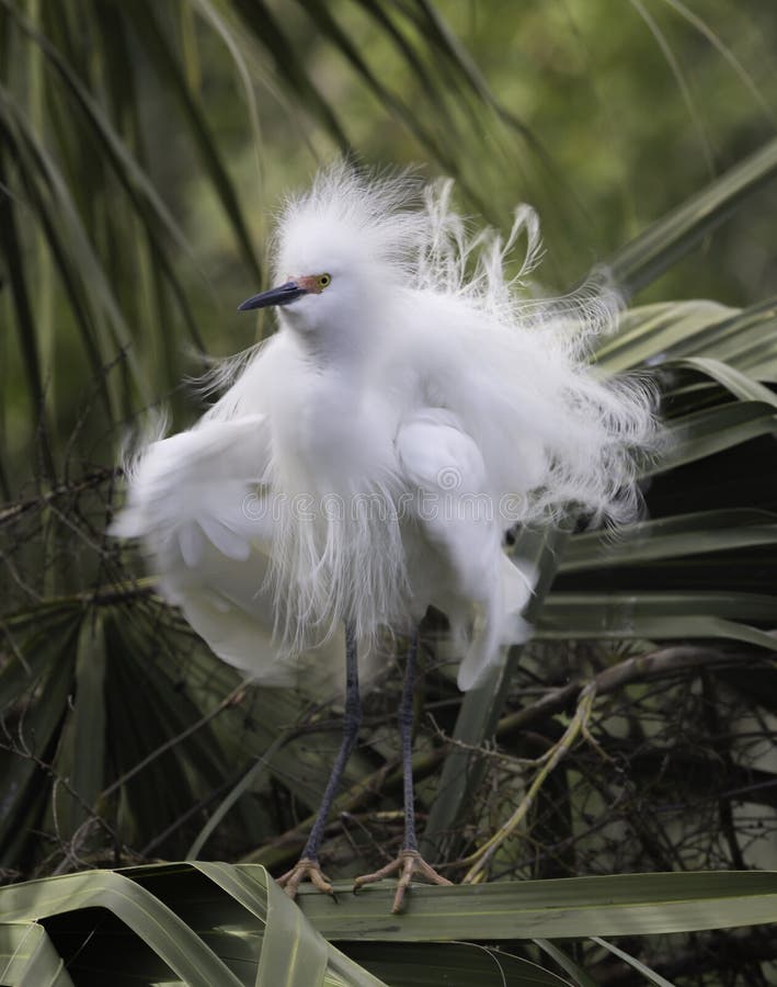 Snowy Egret with Ruffled Feathers Stock Photo - Image of outdoors ...