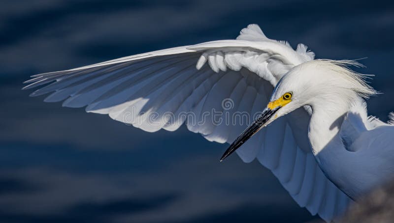 Snowy Egret with Wing Outstretched Wide Stock Photo - Image of wide ...