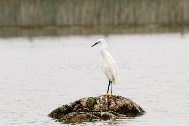 Snowy Erget stock photo. Image of wetlands, animal, species - 83444574