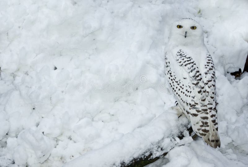 Snowy-Eule im Schnee stockbild. Bild von flügel, kralle - 12662235