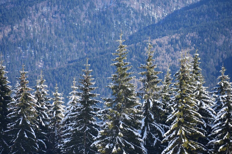 Snowy Evergreen Pine Trees in Busteni Romania Stock Photo - Image of ...