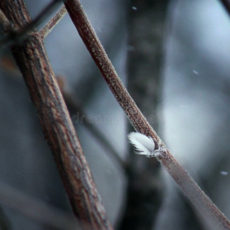 Snowy Feather stock image. Image of blue, moody, snow - 171680407