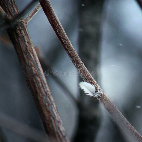 Snowy Feather stock image. Image of blue, moody, snow - 171680407