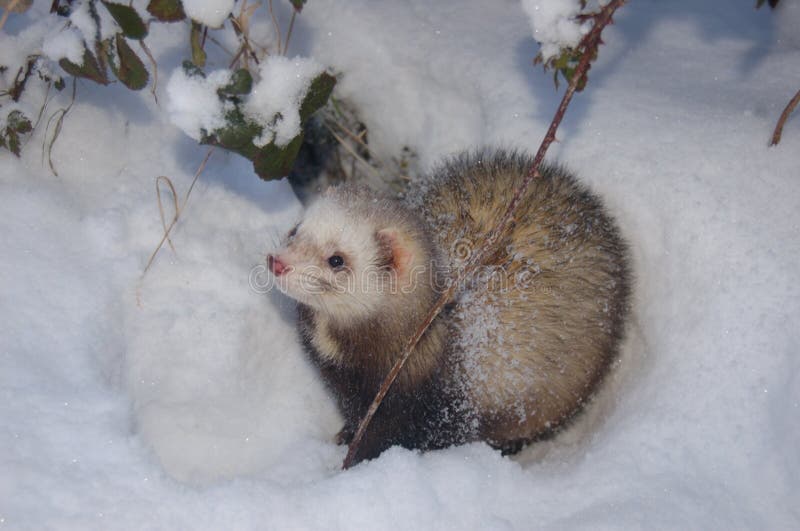 Ferrets stock image. Image of litter, ferrets, teeth - 33103115