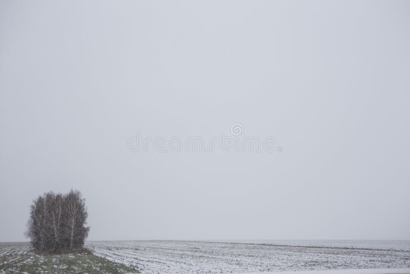 Snowy Field in Early Spring Stock Photo - Image of tree, grass: 68661582