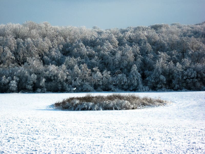 Snowy Field. at the End of the Field You Can See the Forest Stock Image ...