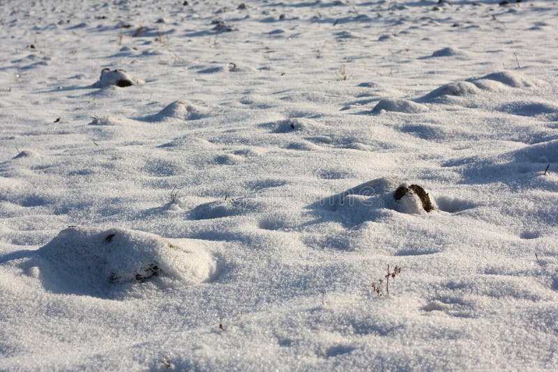 Snowy field stock photo. Image of calm, december, wavy - 96531030