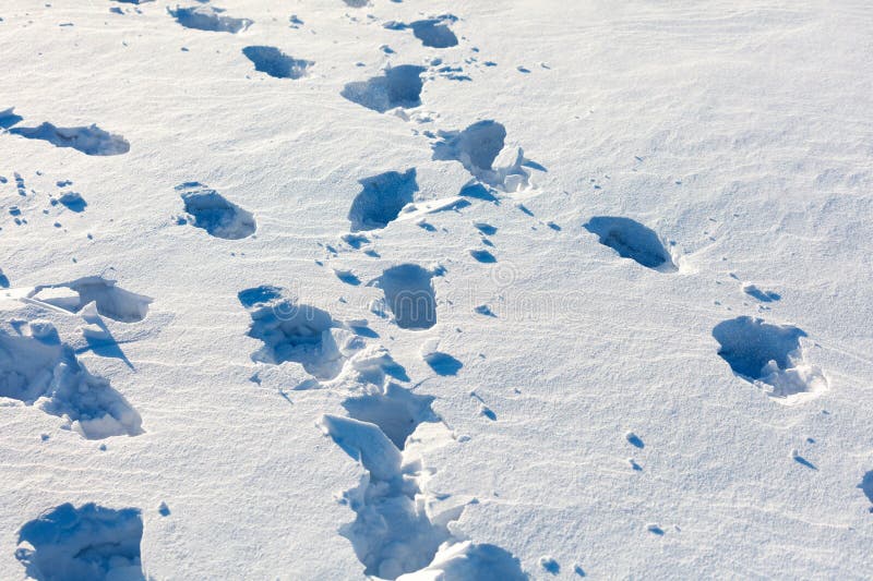 A Snowy Field with Footprints in the Snow Stock Photo - Image of cold ...