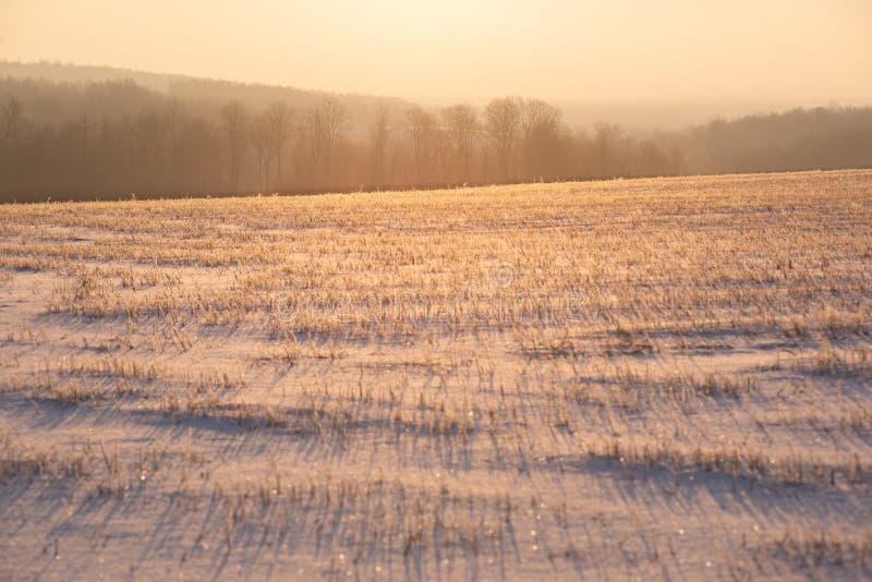 A Snowy Field at Sunrise, Trees on the Horizon Stock Photo - Image of ...
