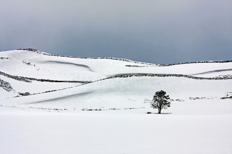 Snowy Field in Wisconsin with Trees Stock Image - Image of snow ...