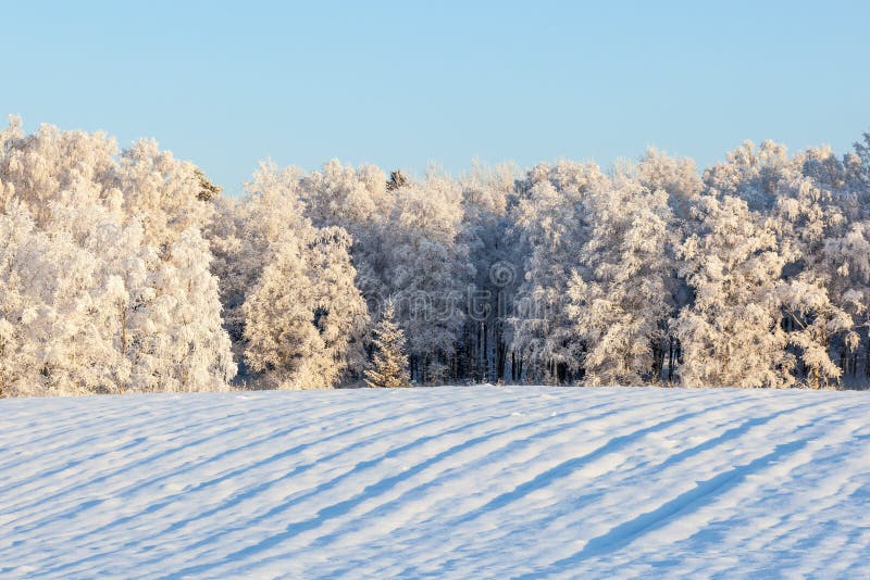 Snowy fields at the forest stock image. Image of fields - 81307811