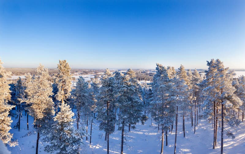 Snowy Finnish Forest and Bright Blue Sky Stock Photo - Image of snow ...