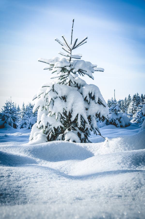 Snowy Fir Tree stock photo. Image of pinus, white, cold - 28204650