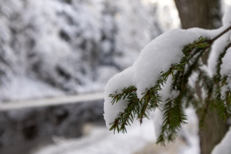 Snowy Fir Tree Branch with White Snow and Blurred River Stock Image ...