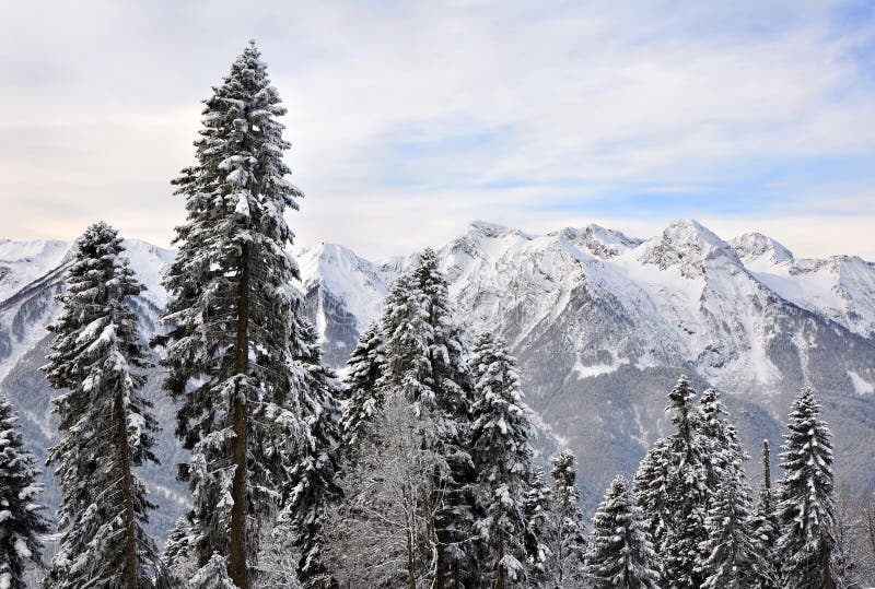 Snowy fir tree forest stock photo. Image of celebration - 25631342