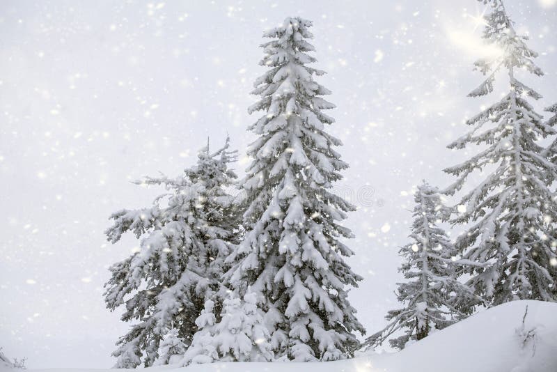 Snowy fir tree stock photo. Image of holiday, ornament - 82306736