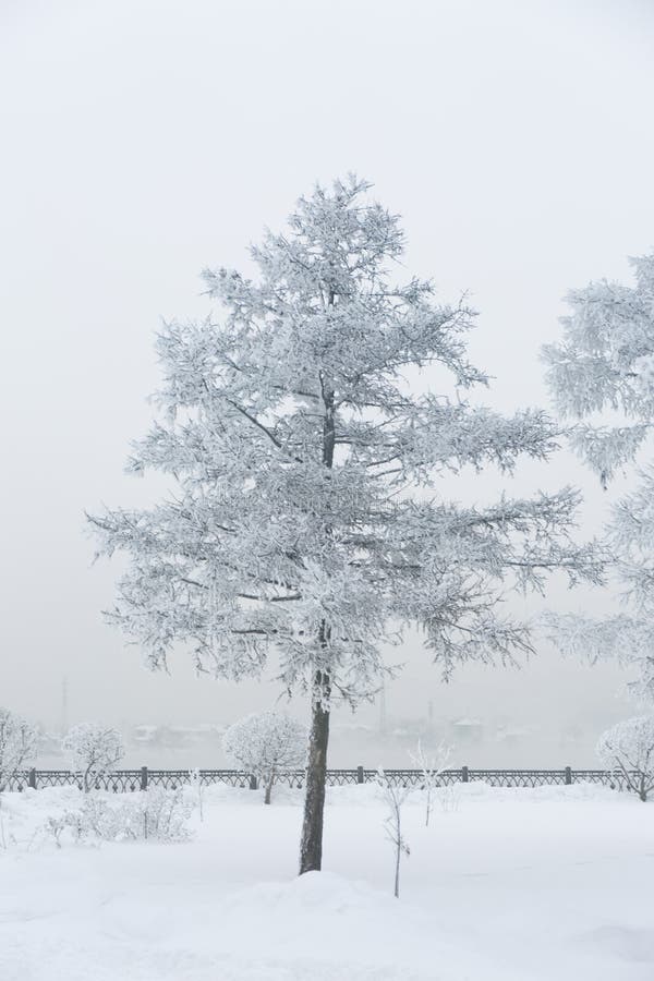 A Snowy Fir Tree. Winter Frost Tree. Stock Image - Image of bright ...